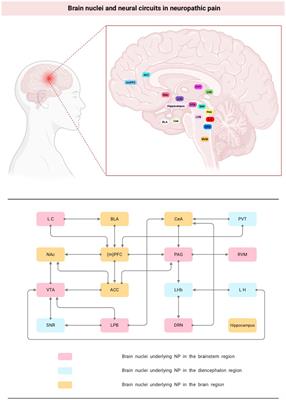 Frontiers | Brain nuclei and neural circuits in neuropathic pain and brain modulation mechanisms ...